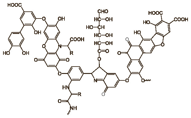 Humic Substances Important Molecules | Rocky Mountain BioAg