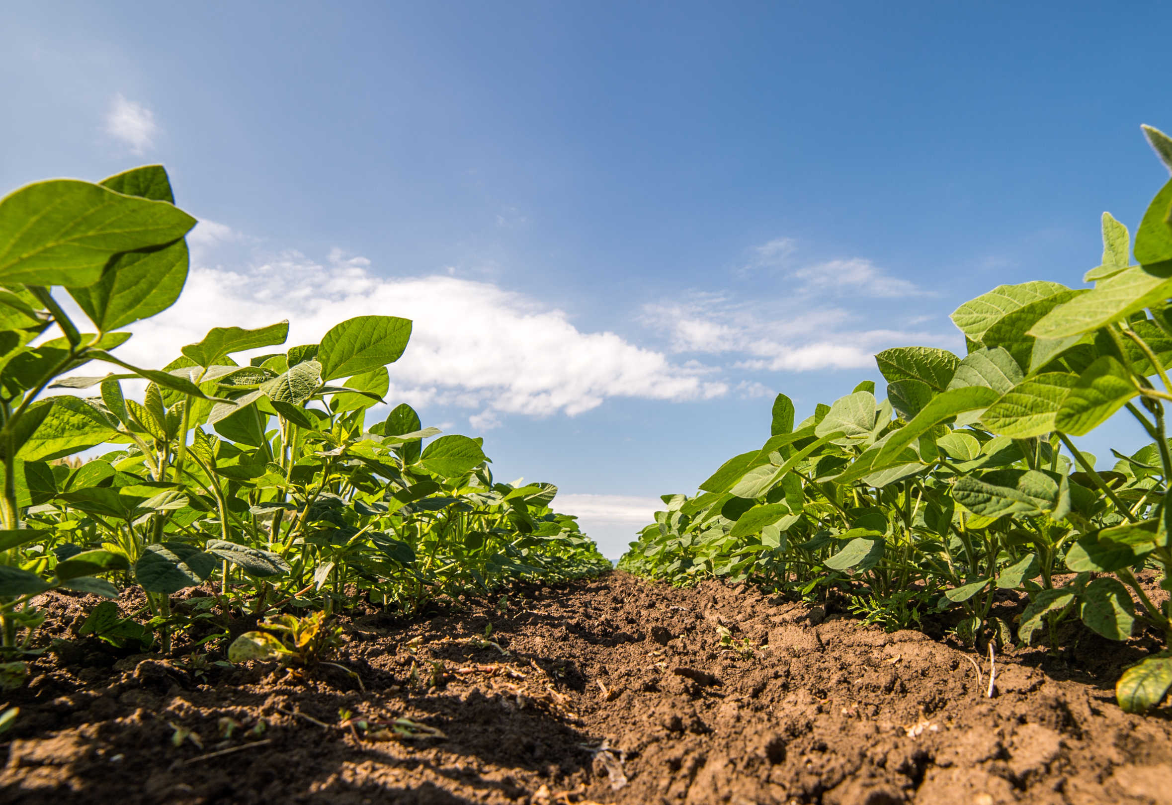 Adjuvants & Surfactants Soil Treatment | Rocky Mountain BioAg